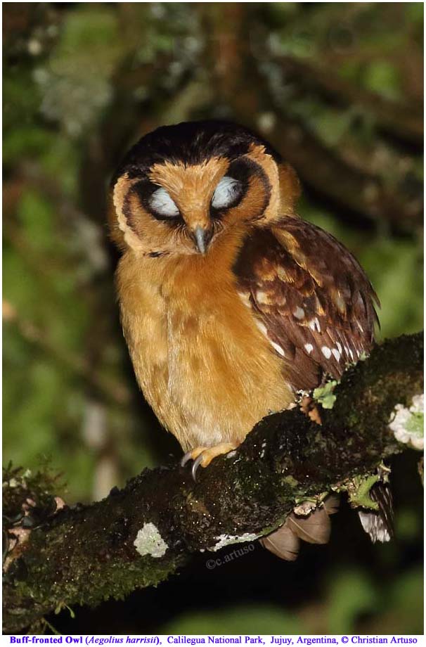 Christian Artuso: Birds, Wildlife: A Few Southern Owls