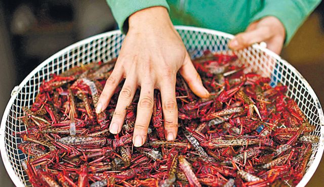 DownWithTyranny!: A chill descends on locust-licking Israeli gourmands ...