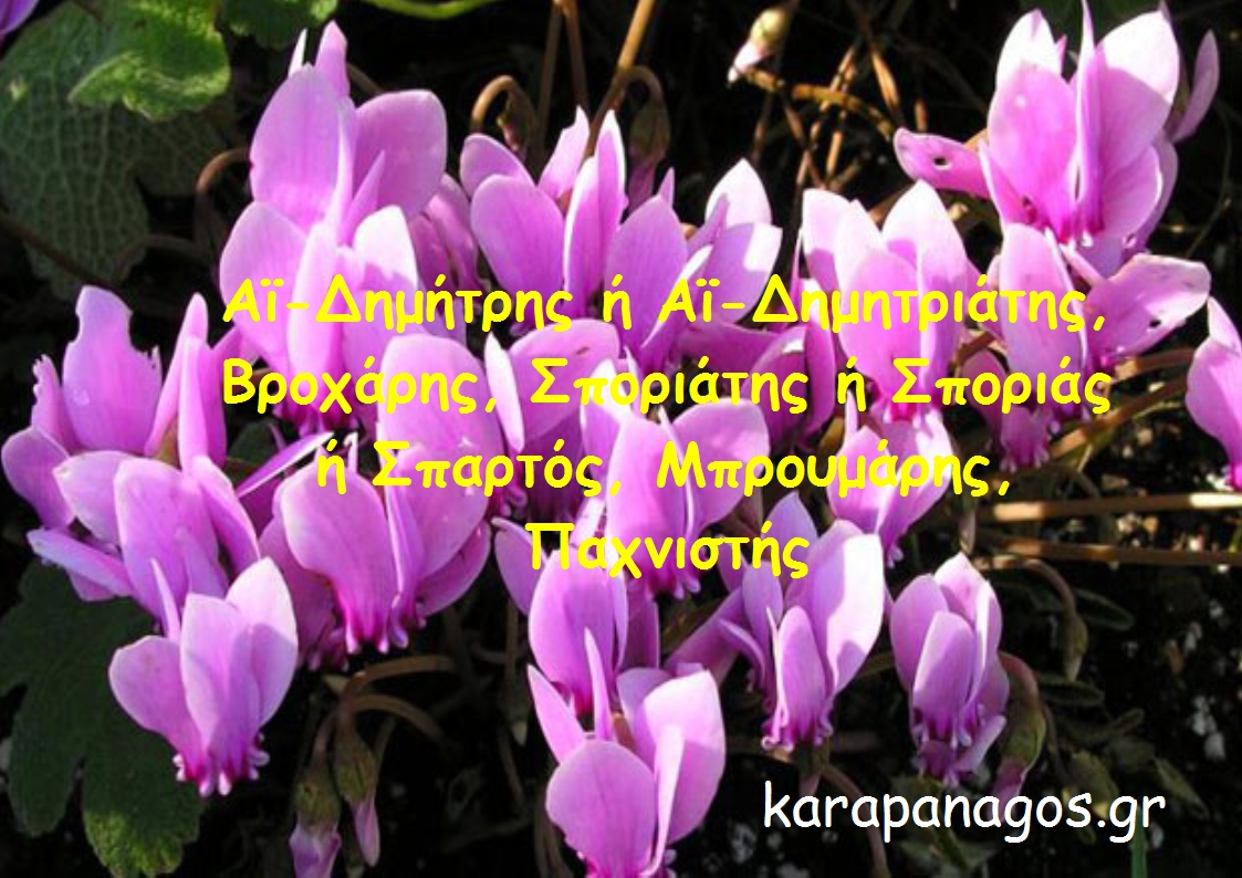 Karapanagos : ΚΑΛΩΣ ΗΡΘΕΣ ΟΚΤΩΒΡΗ: Ο ΑΓΙΟΔΗΜΗΤΡΙΑΤΗΣ ΜΗΝΑΣ ΤΩΝ ΧΡΥΣΑΝΘΕΜΩΝ!