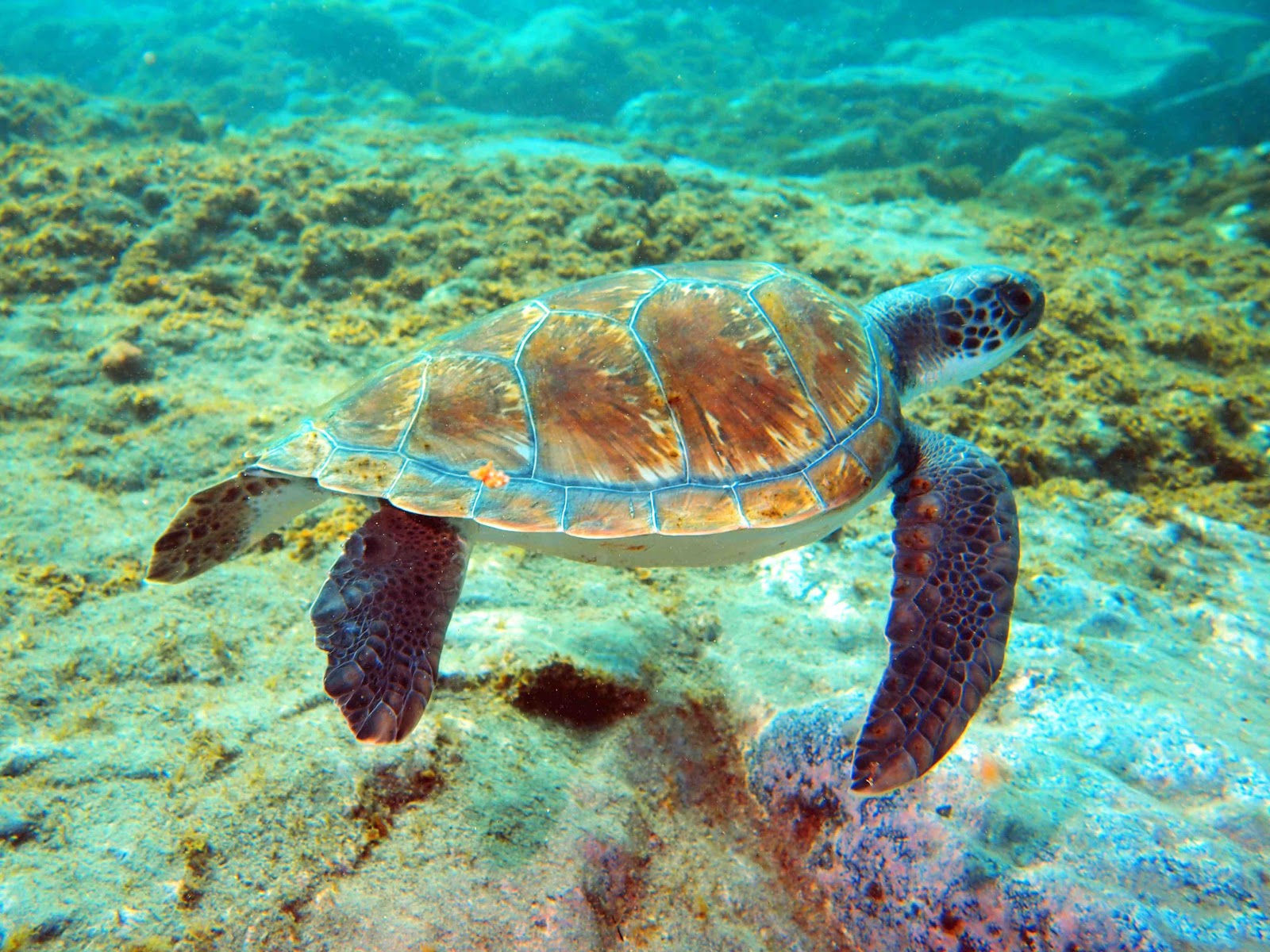 Check the Sea. Web de buceo y fotografía submarina de las Islas ...