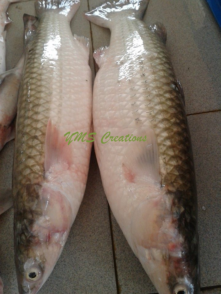 My Sweet Home: Ikan Oh Ikan...