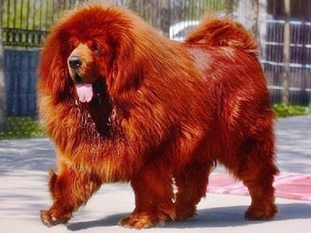 Todo Sobre Perros: Mastín tibetano