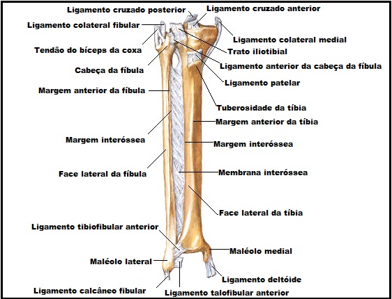 Atlas de Anatomia Humano : Sistema Articular