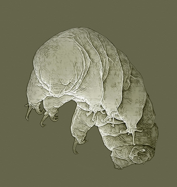 Ciencia en Canoa, by Vanessa Restrepo Schild. : Los Tardígrados, seres ...