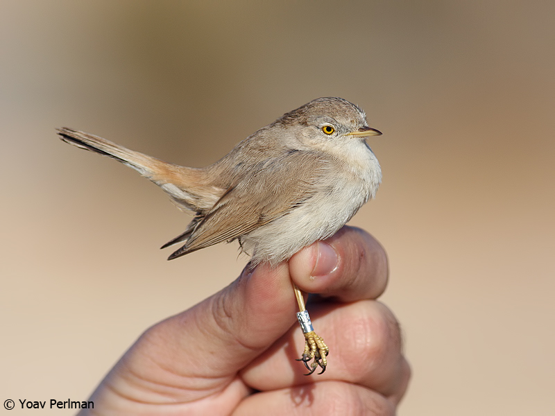 Yoav Perlman - birding, science, conservation, photography: Yellow-eyed ...