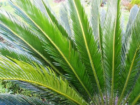 CICA (Cycas revoluta) No siempre las cosas son lo que parecen