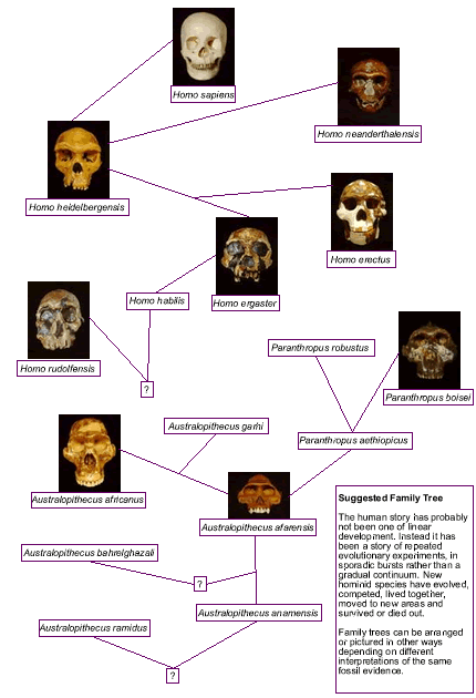The Nazaroo Zone: Descent Trees of Man