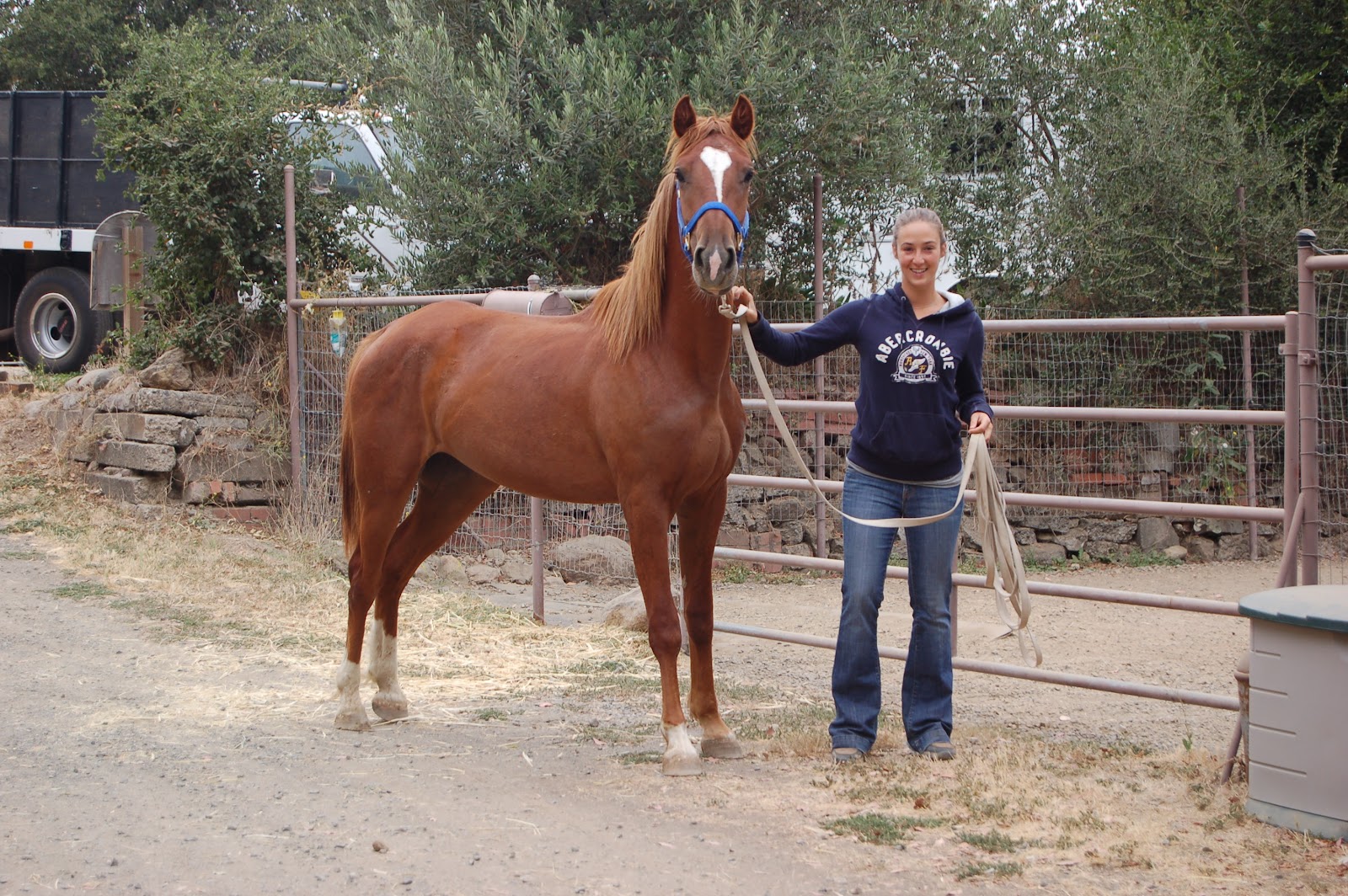 Adopt a Wild Mustang!: Adopted Mustangs