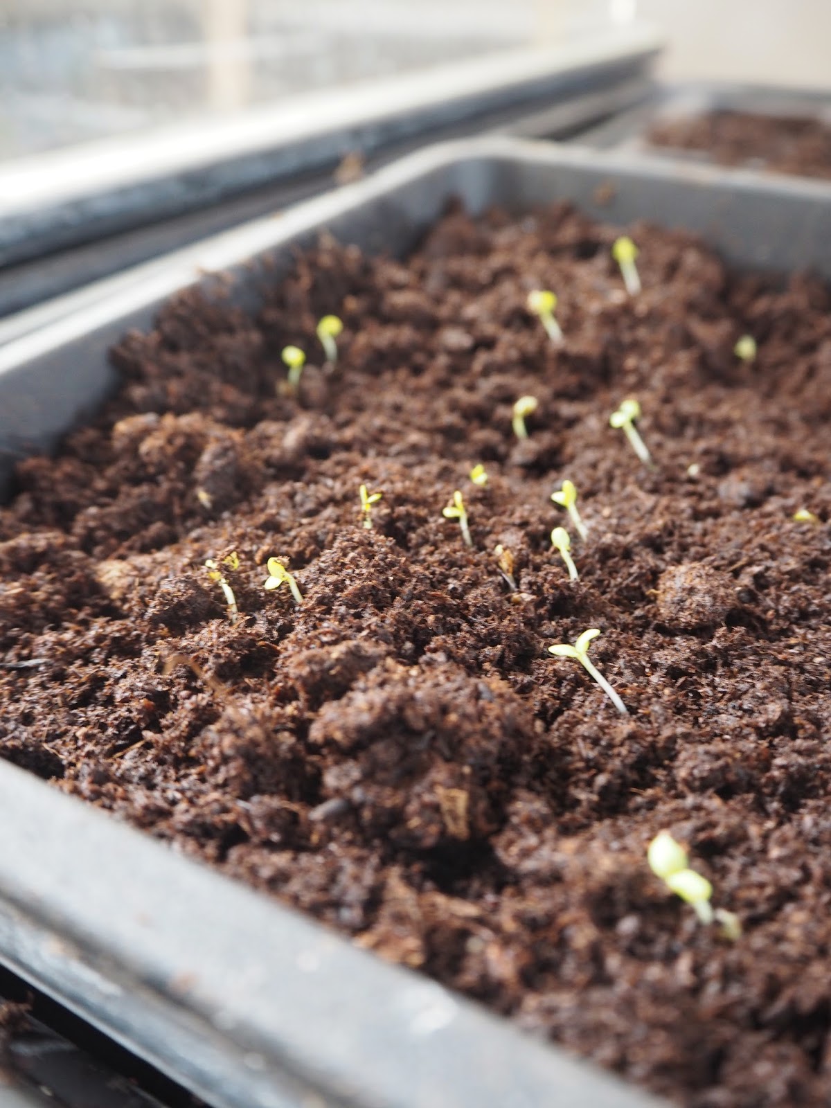 Spring Seed Planting - How to Have A Cutting Garden - Roses and Rolltops