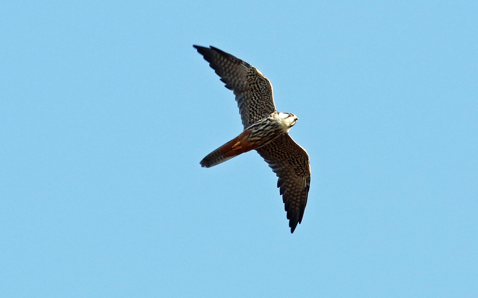 The Twitching Diaries: EURASIAN HOBBY