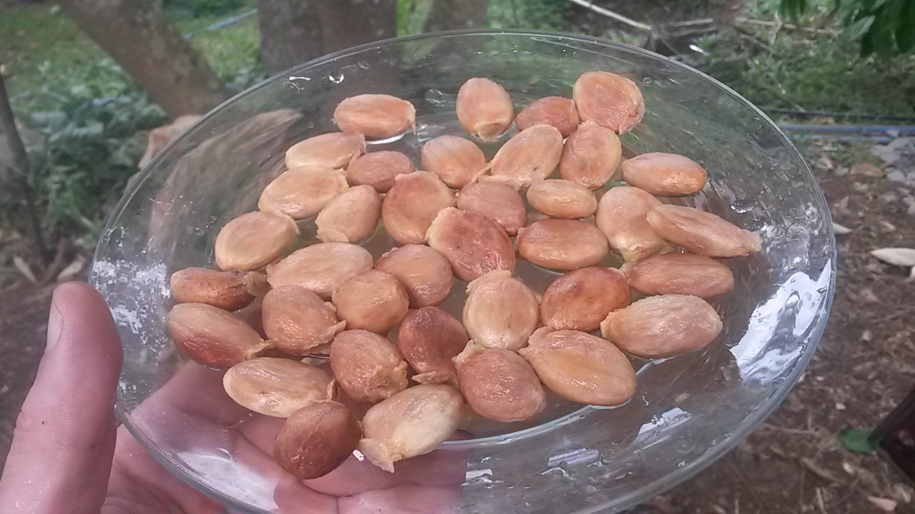 El Cacao y el Pataste...