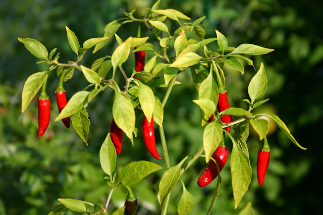 7 Philippine Powerful Herbs - Siling Labuyo ~ VGCaps