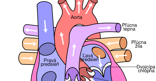 Materiály týkajúce sa študíjneho odboru Zdravotnícky asistent: ANF: Srdce