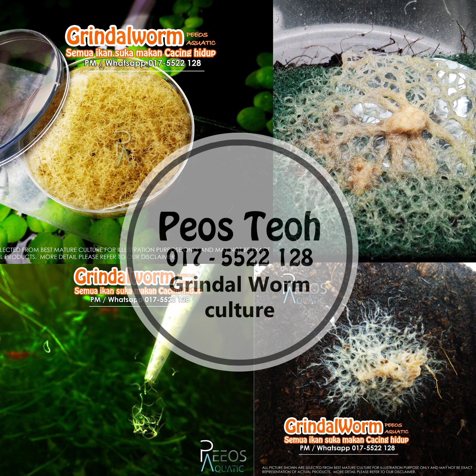 PEEOS AQUATIC: Grindal Worm ( Malaysia )