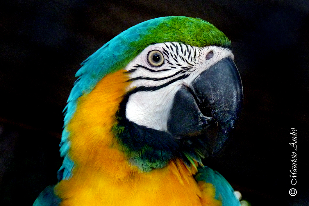 Projeto365fotododia: Arara... Brasil!!!