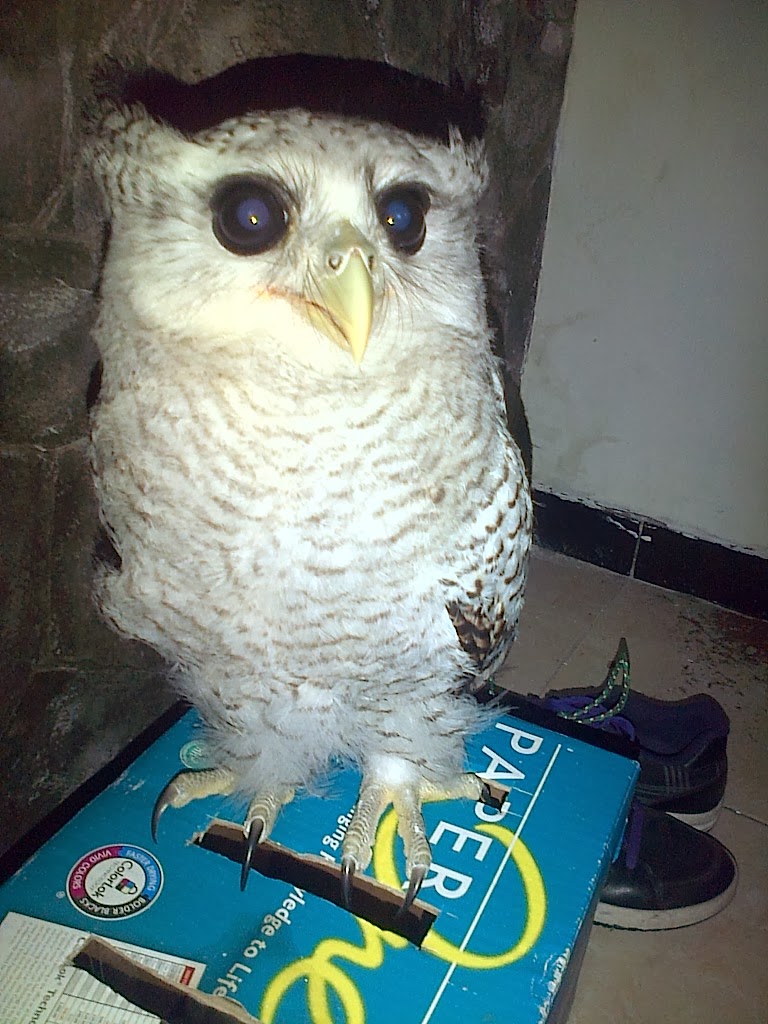 Jual Burung Hantu Bubo Sumatranus: April 2016