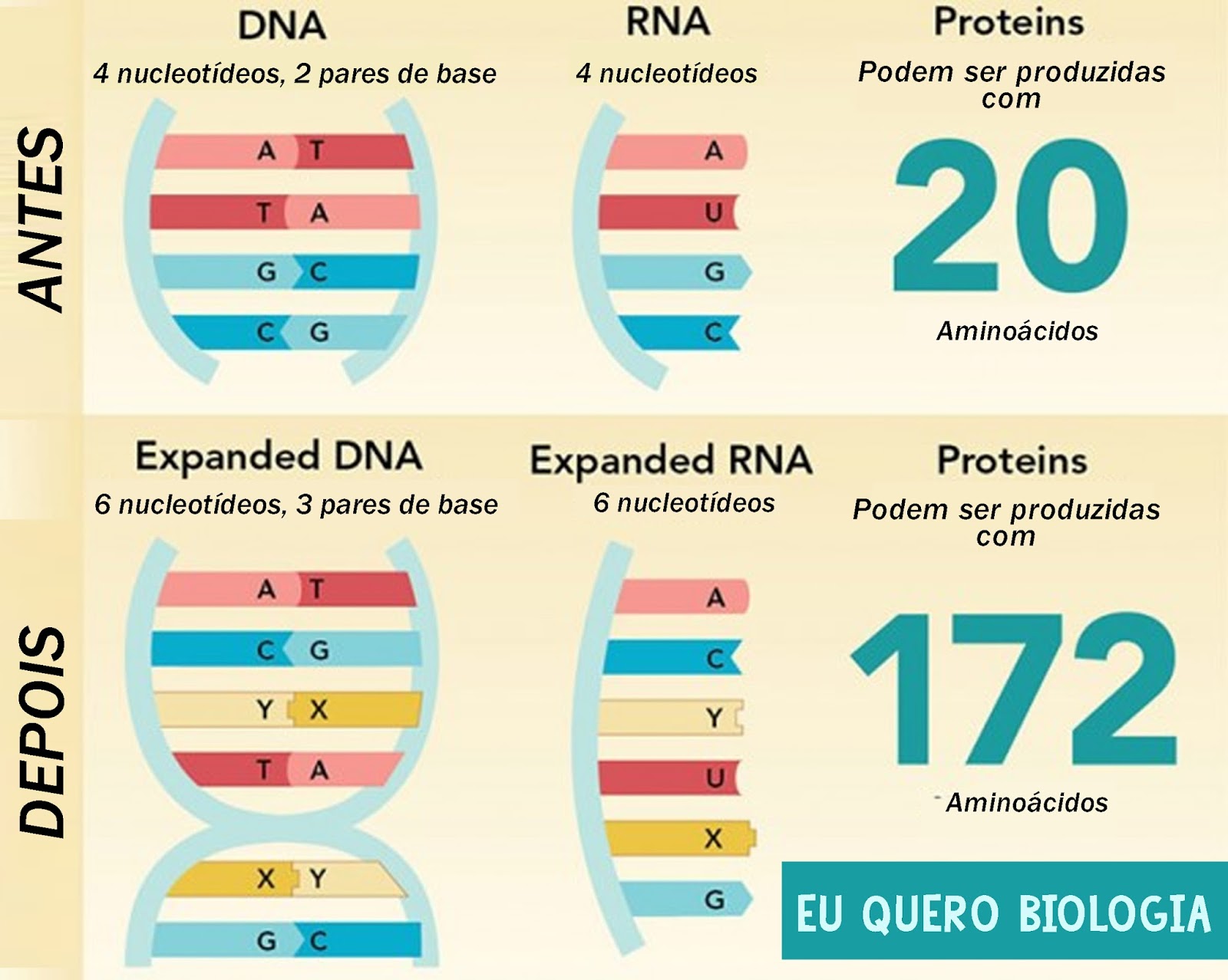 Duas novas bases nitrogenadas artificiais podem mudar o futuro da ...