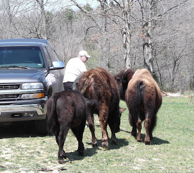 Ruthlynn's World: Beefalo me now