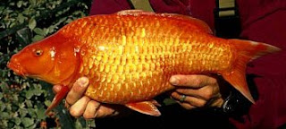 Artes de Pesca: VAMOS A PESCAR EL PEZ ROJO