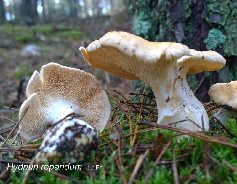 archivos de micología: Hydnum repandum L.: Fr.