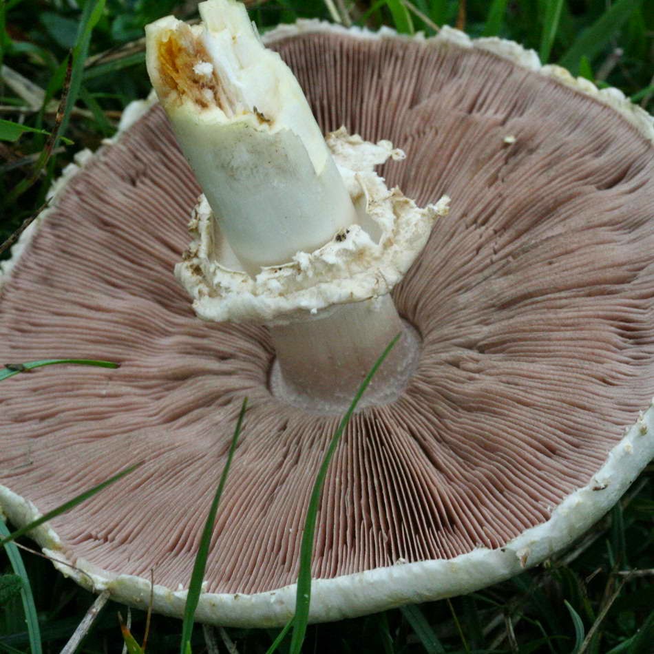 El mundo microscópico de los hongos: Basidiomicetos