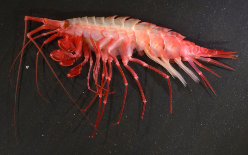 Two months in Antarctic seas