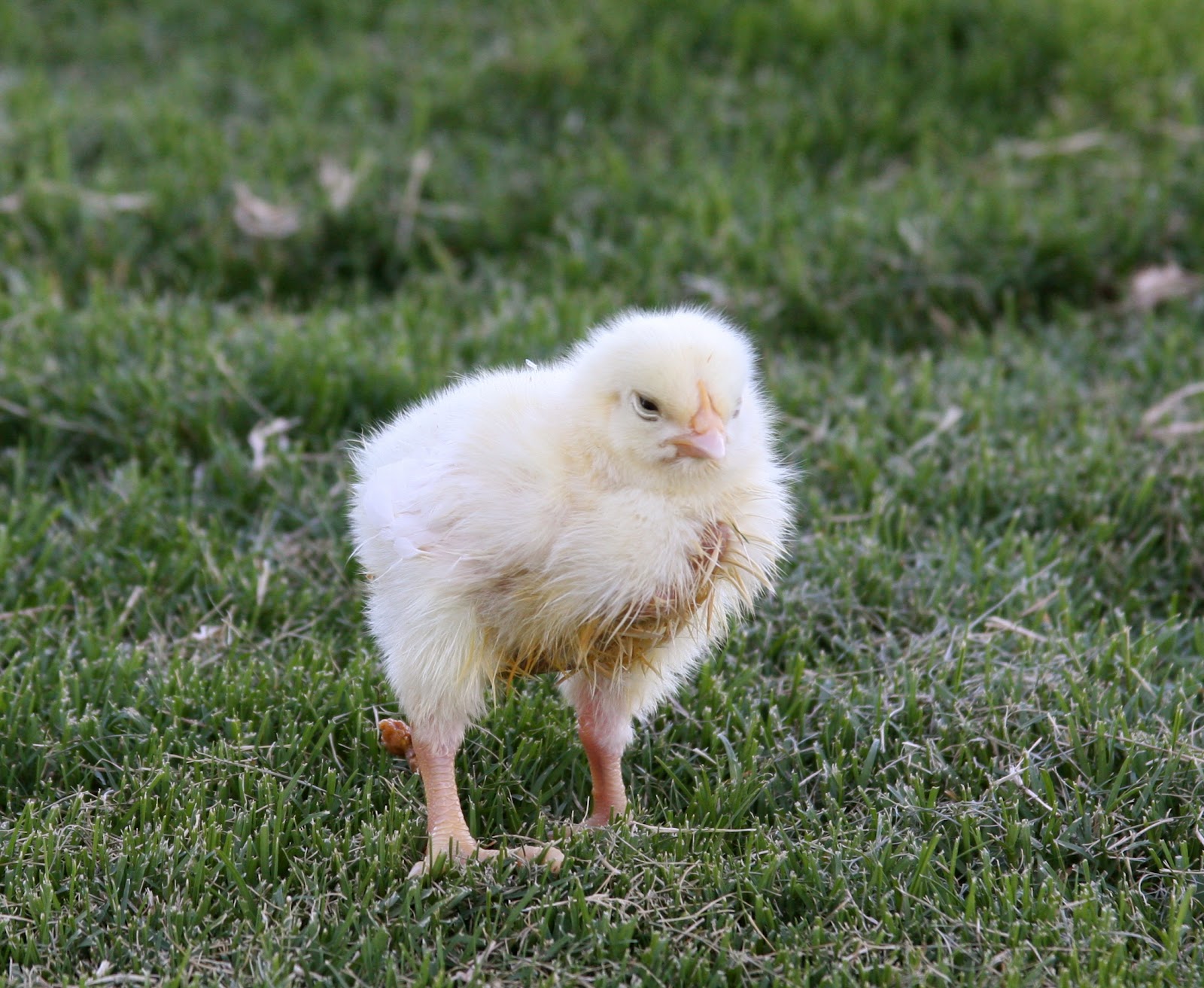 Katie's Keepers: Here Chicky, Chicky