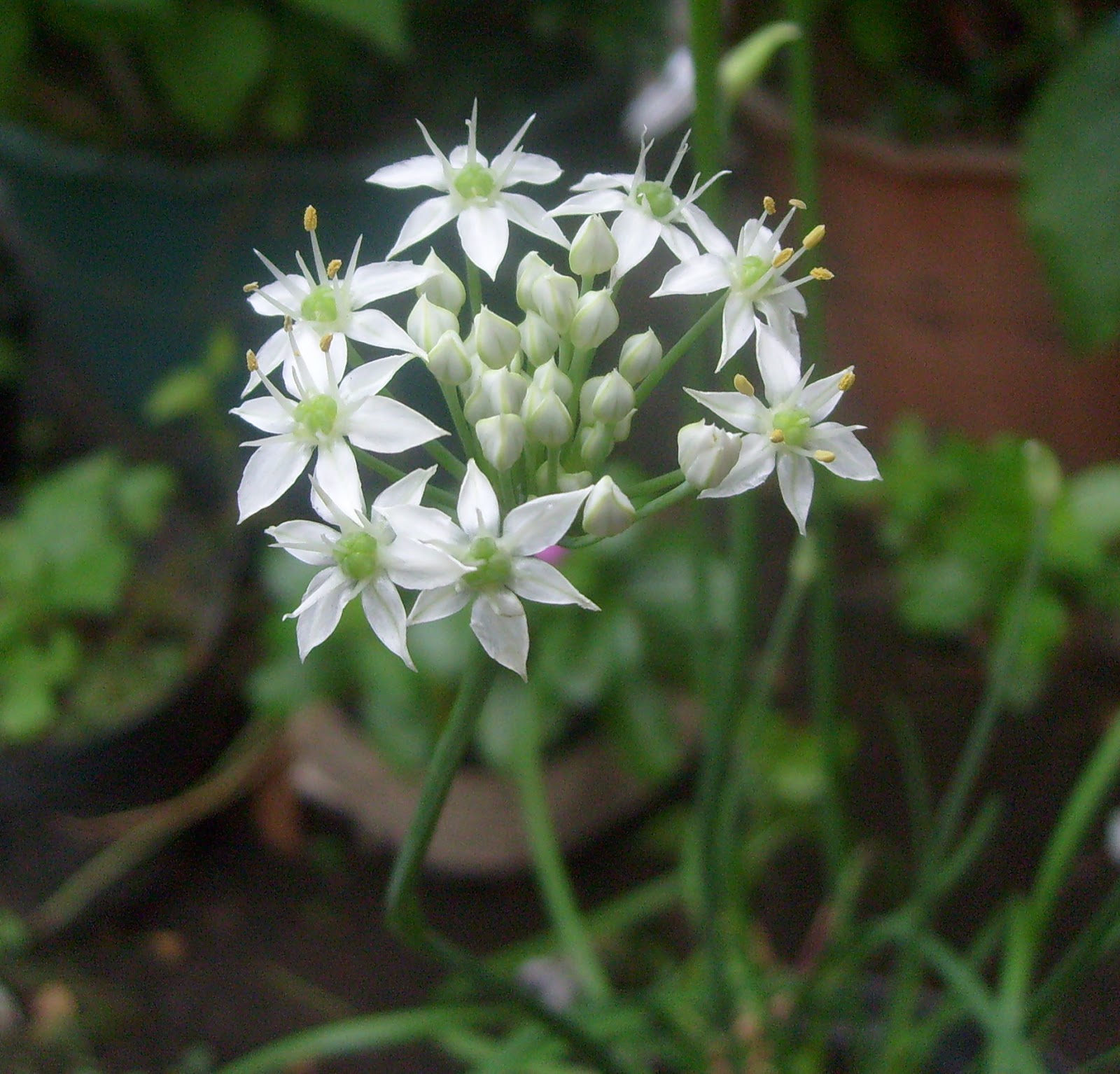 Garlic Chives