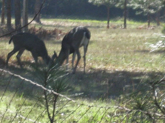 Hiking Sasquatch Country: Lake Selmac