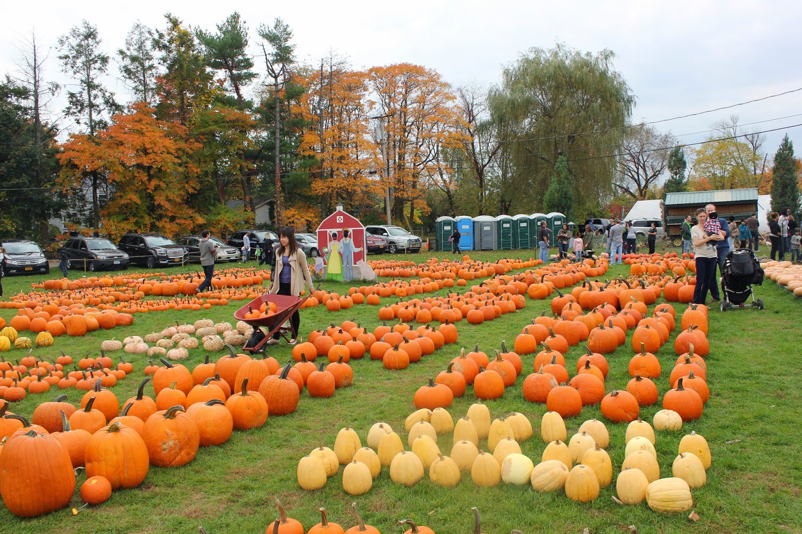 Witty Whit's Words: Harvest Moon Farm & Orchards: Pumpkin Pickin'