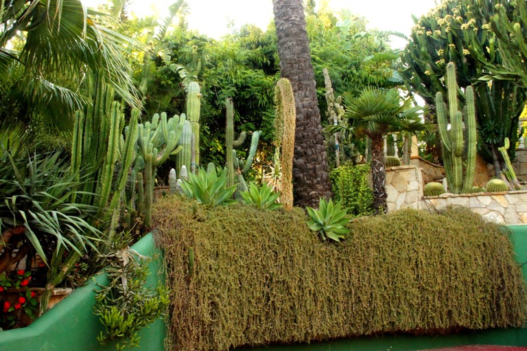 Ewa in the Garden: 37 Photos of the Absolutely Most Stunning Cactus ...