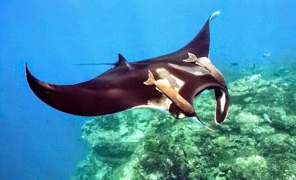 Info animales: SISTEMÁTICA EN PECES CARTILAGINOSOS