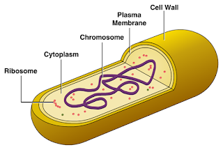 Types of Aerobic and Non-aerobic Bacteria