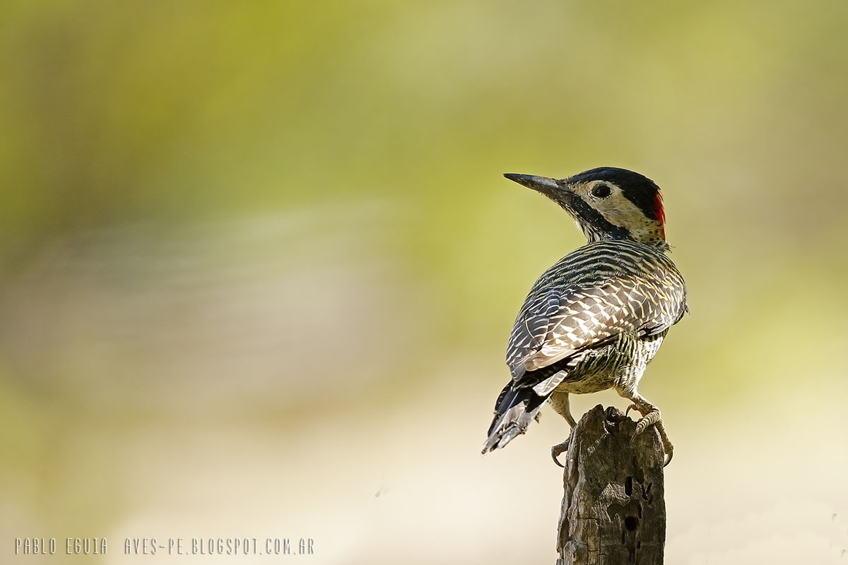 mis fotos de aves: Colaptes melanolaimus Carpintero Real Golden ...