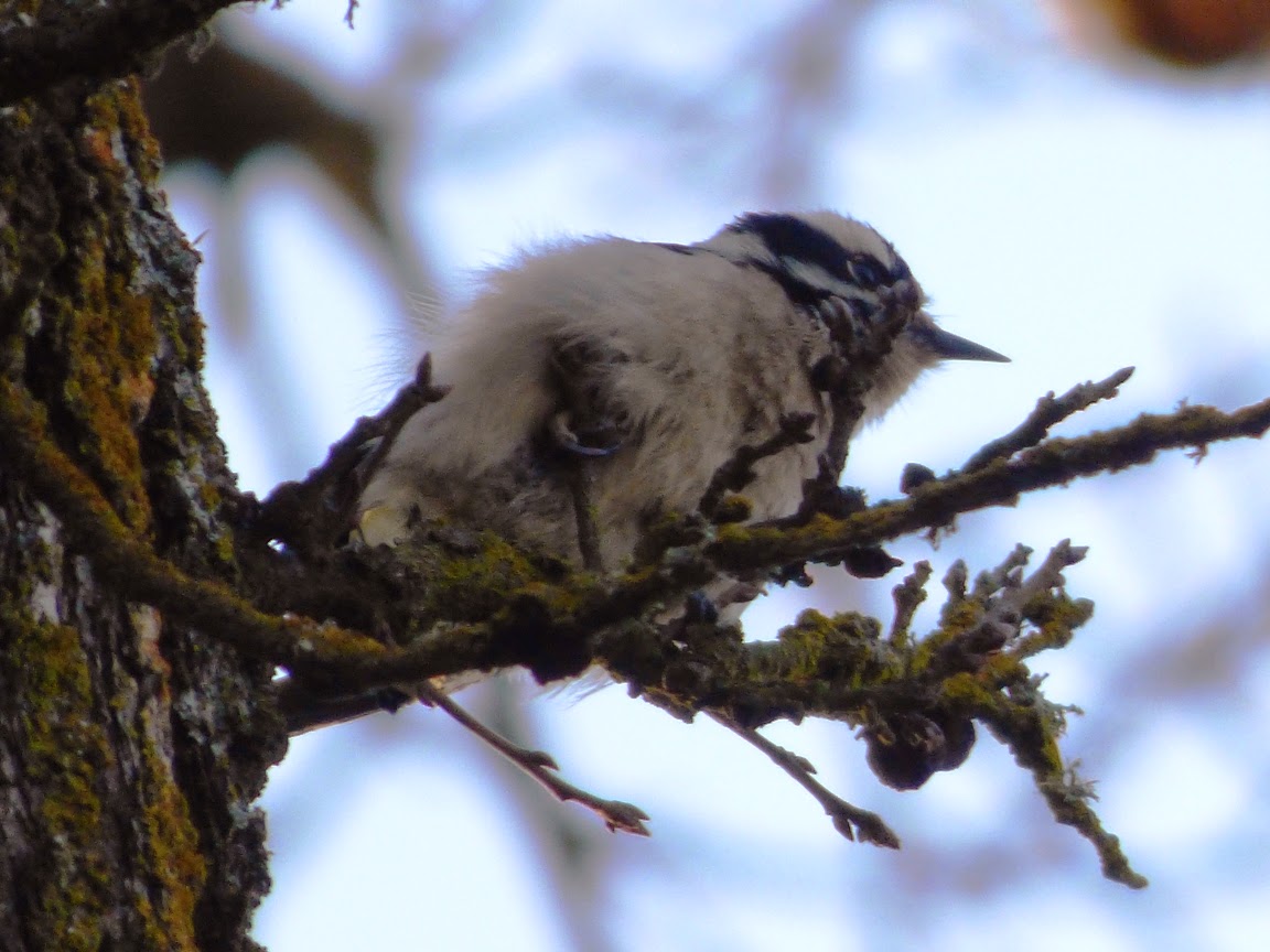 Geotripper's California Birds: Downy Woodpecker at Turlock Lake Campground