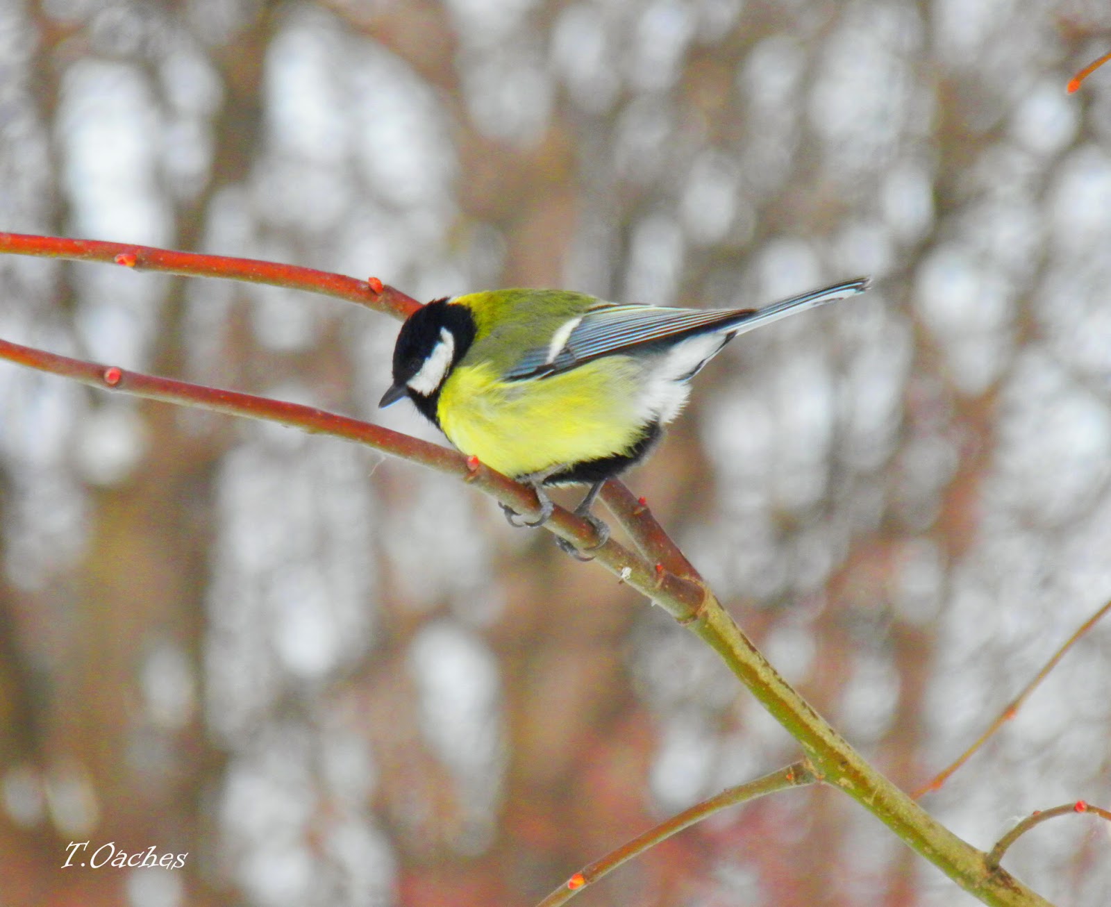 PASARI DIN ROMANIA: PITIGOI MARE, Parus major