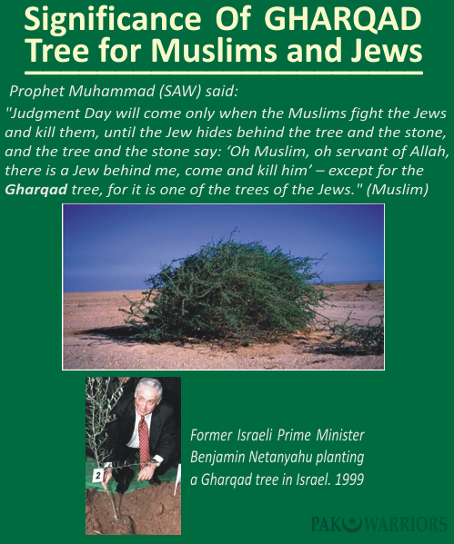 jombang city guide: Melihat Pohon Gharqad dari Dekat