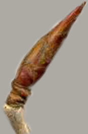 elarbolmiamigo-encinarosa: Populus simonii / Chopo simoni / Chopo de ...