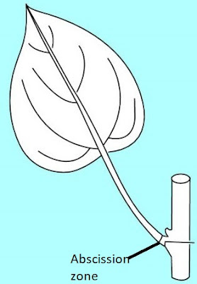 More than Magic: The Importance of Fall Colors