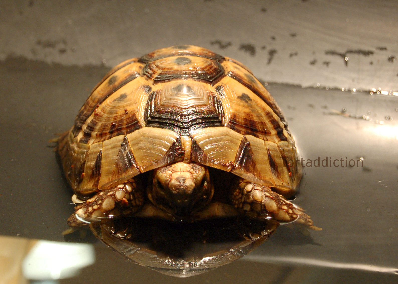 Tortaddiction: Boo the Greek tortoise update