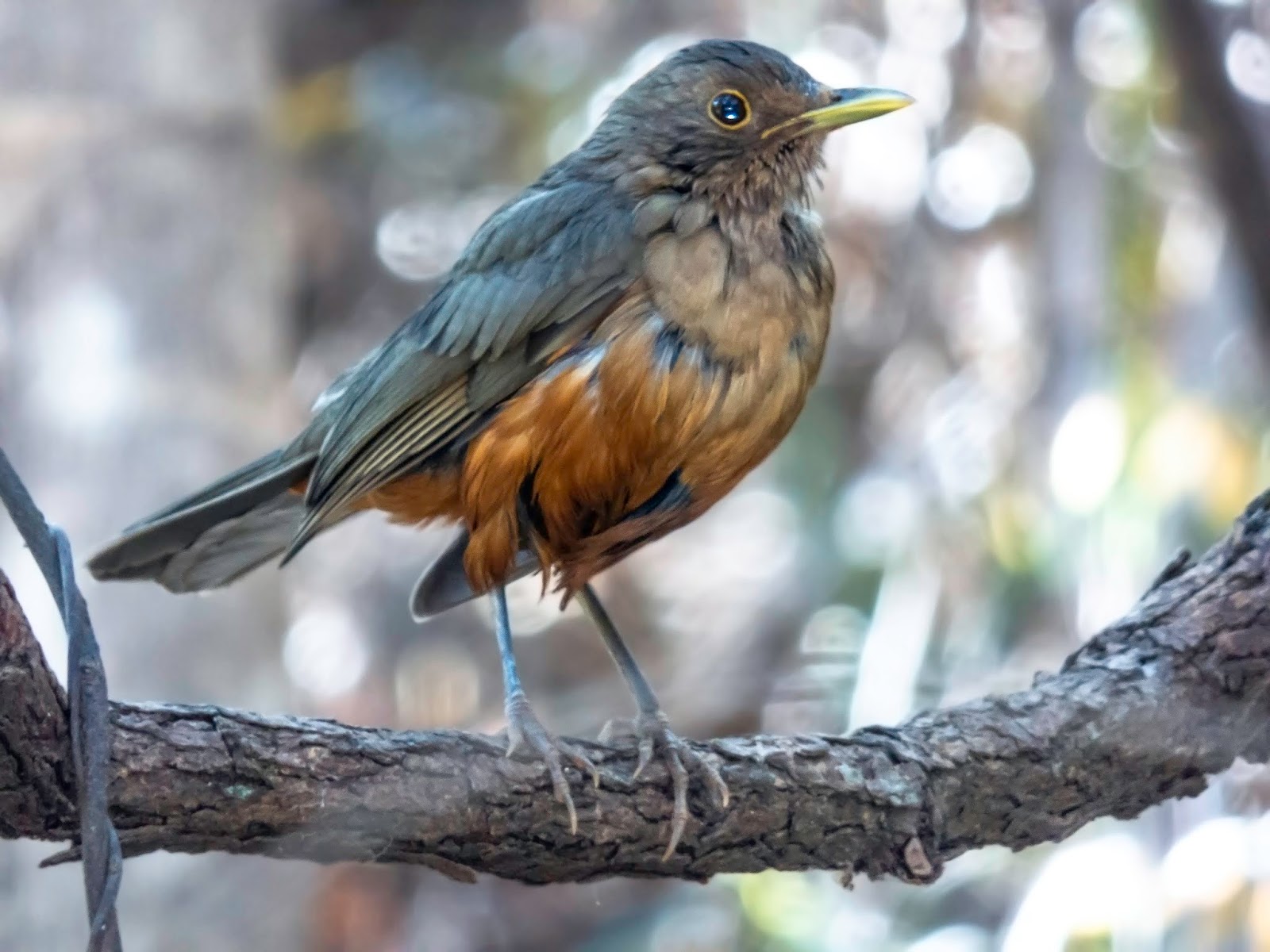 Aves do Cerrado Goiano: Sabiá-laranjeira (Turdus rufiventris)