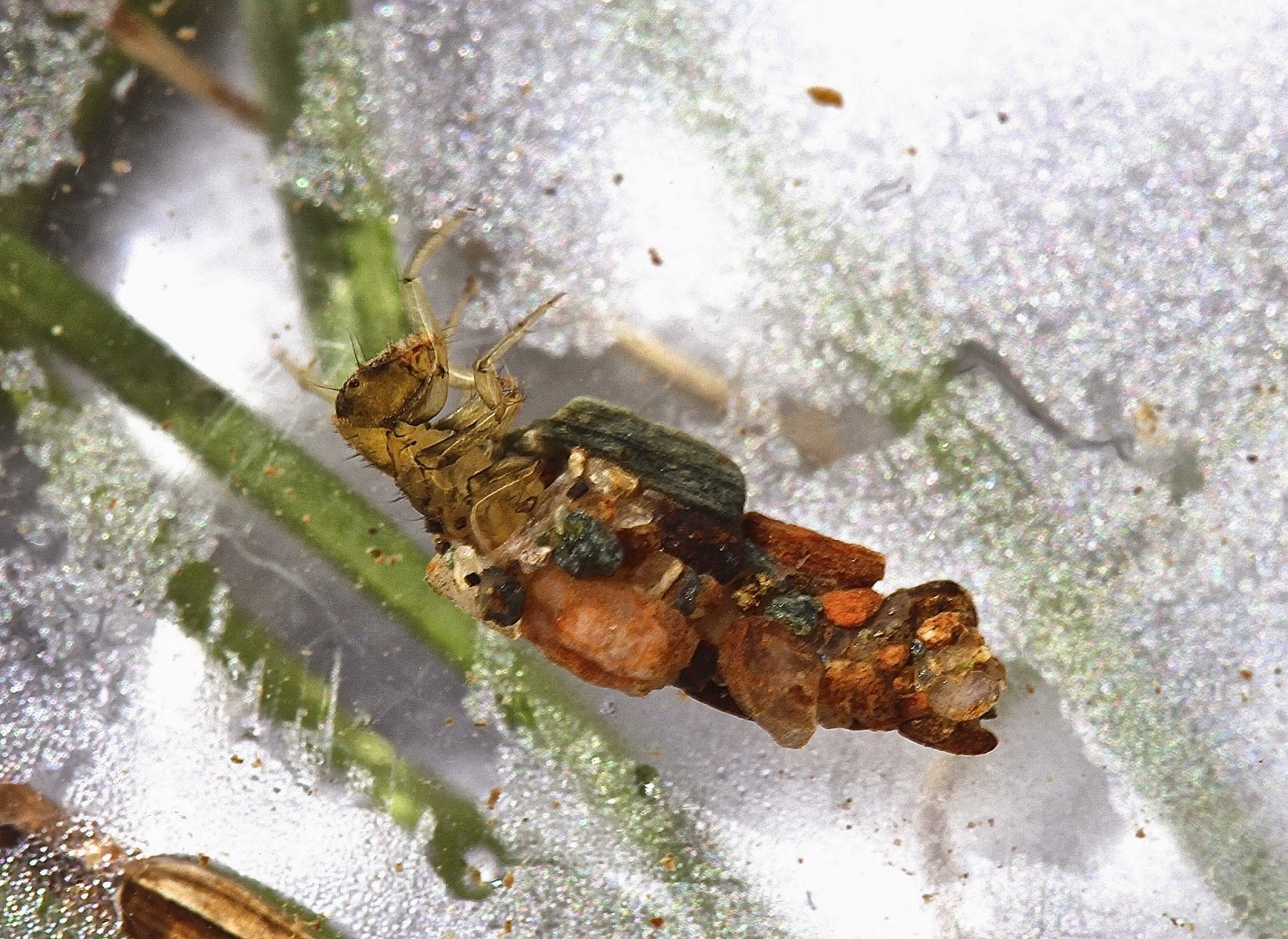 Aquatic Insects of Central Virginia: The seasons of the caddisfly case ...