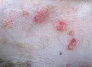 Drª Tereza Cristina