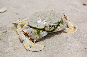 Real Monstrosities: Moon Crab