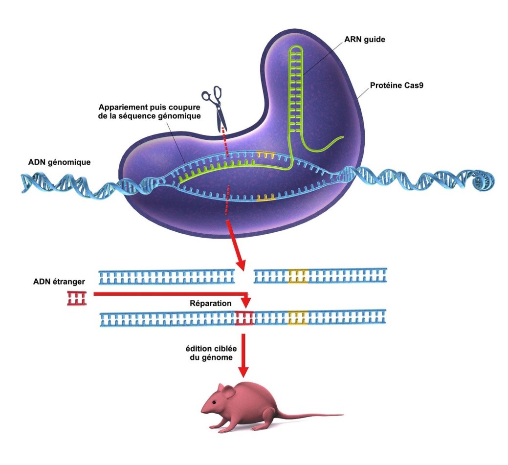 Blog DUT Génie Biologique Créteil: Une nouvelle ère pour la biologie ...