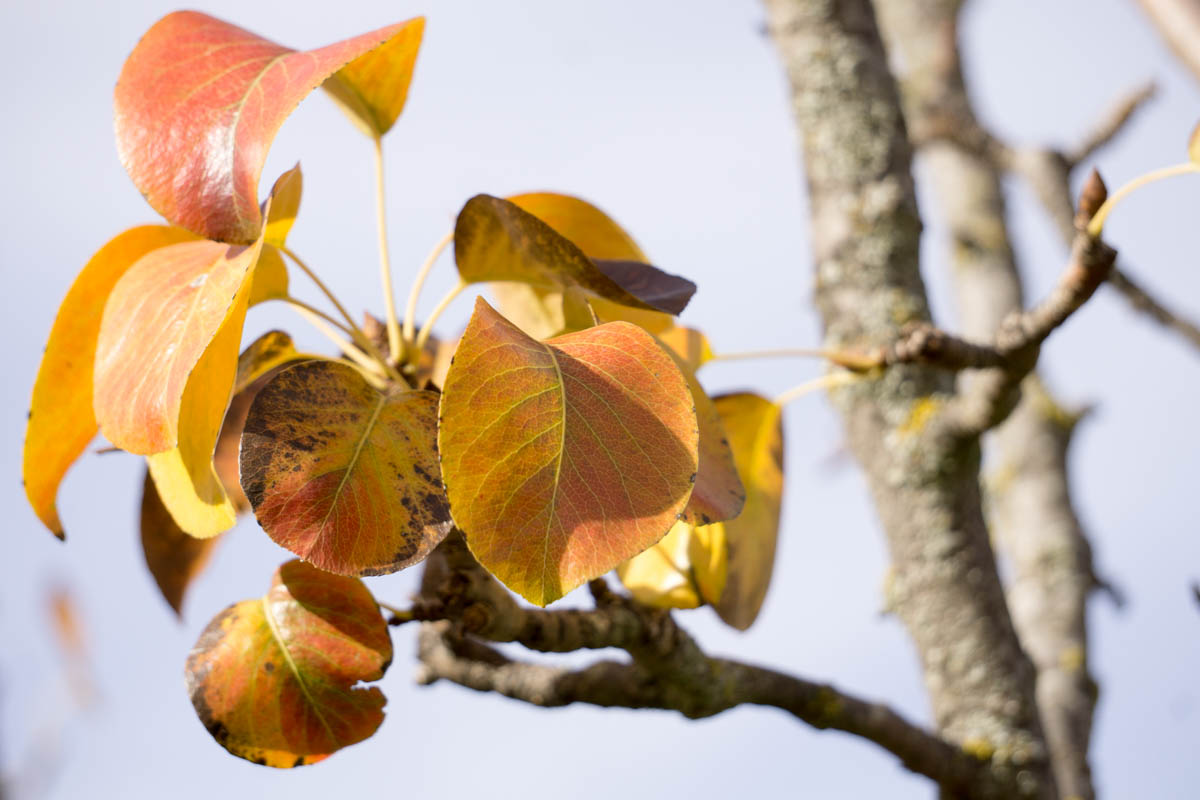 Plantas de Huerta Otea, Salamanca: Perl de Callery, peral de flor ...