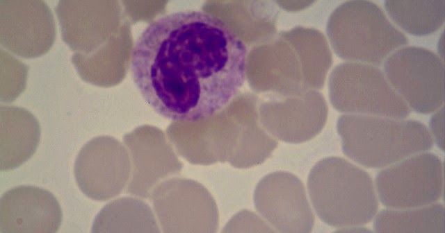 Células Sanguíneas: Metamielocito