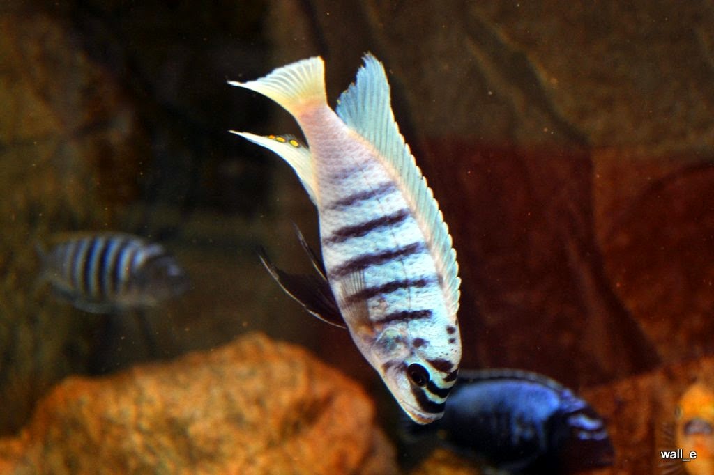 Metriaclima sp. Zebra Chilumba (Maison Reef) ~ despre Malawi, mbuna si ...