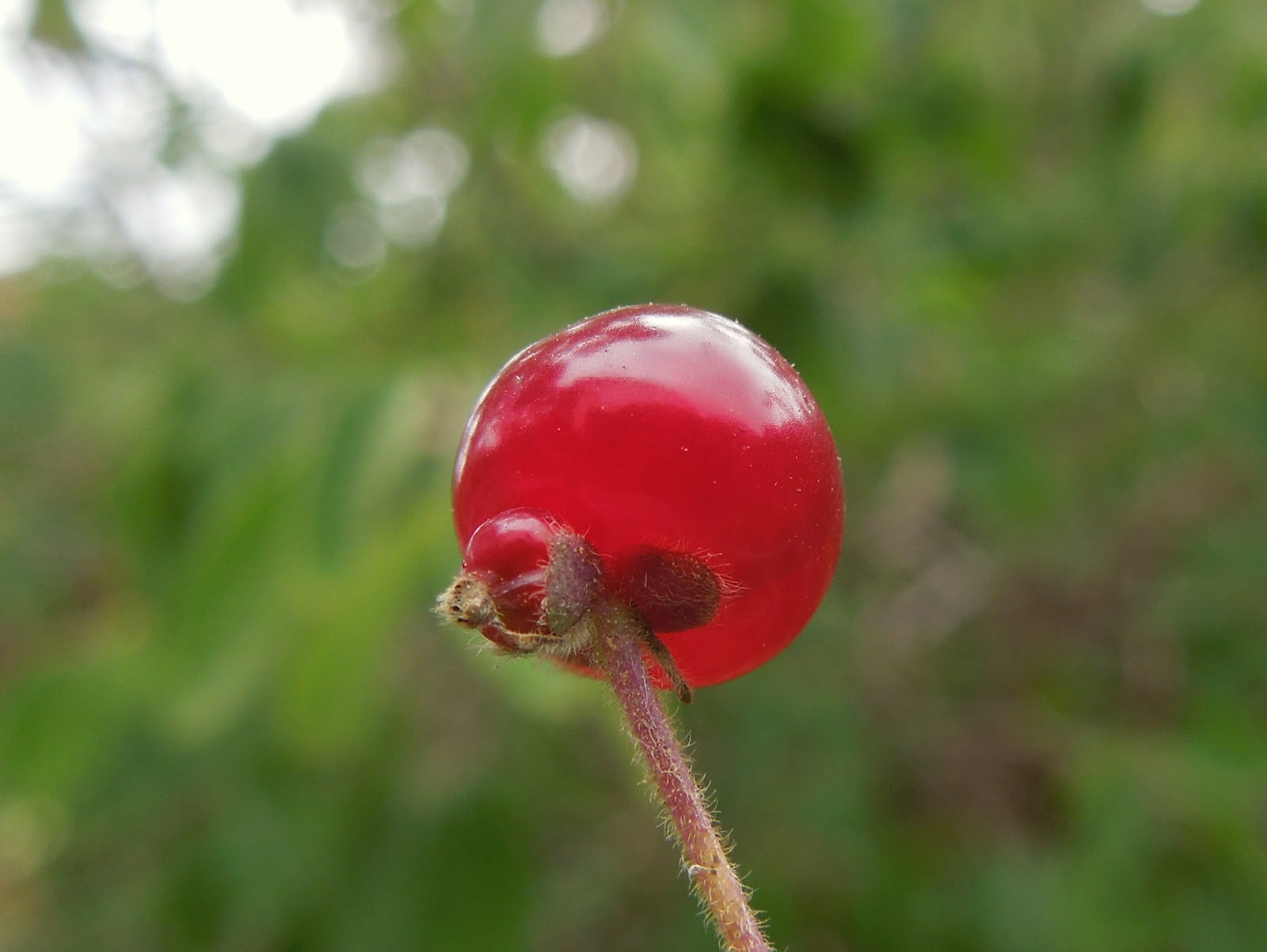 Frutos rojos del CERECILLO - BOTÀNIC SERRAT