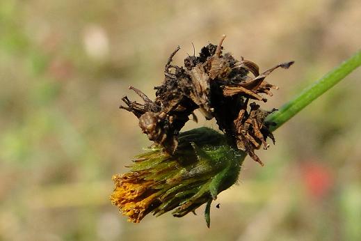 Sarzedo Ecologia: Bicho do Carrapicho